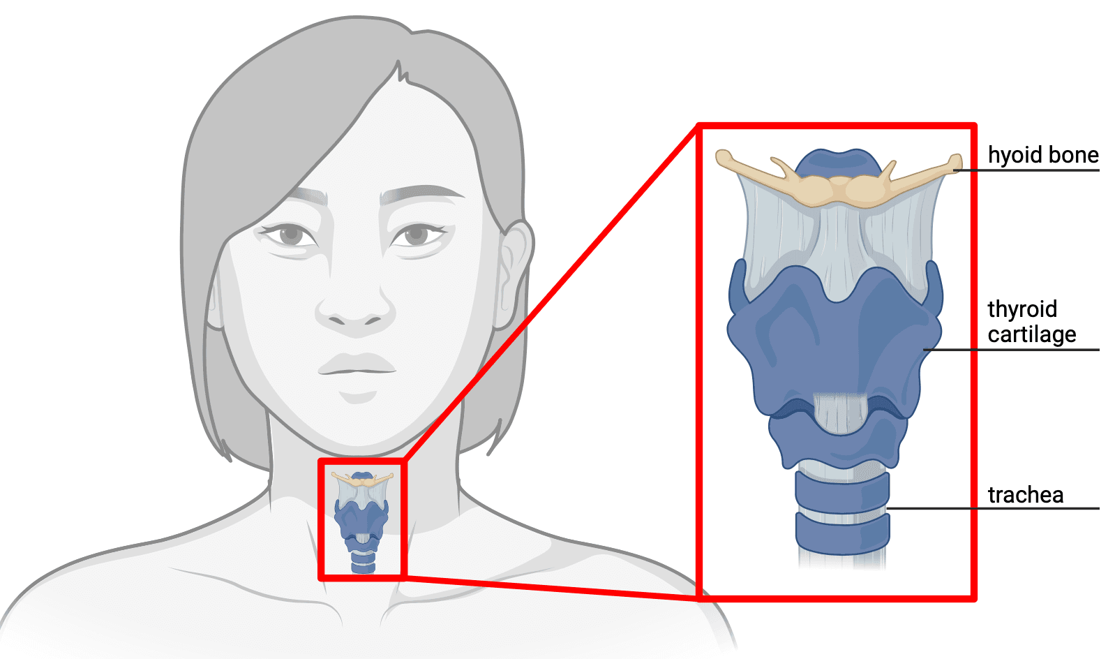 7 Powerful Reasons Why Your Throat Clicks When Swallowing Saliva (And ...